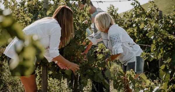 Гроздобер през септември в Шато Копса – празненство на виното - Макароон